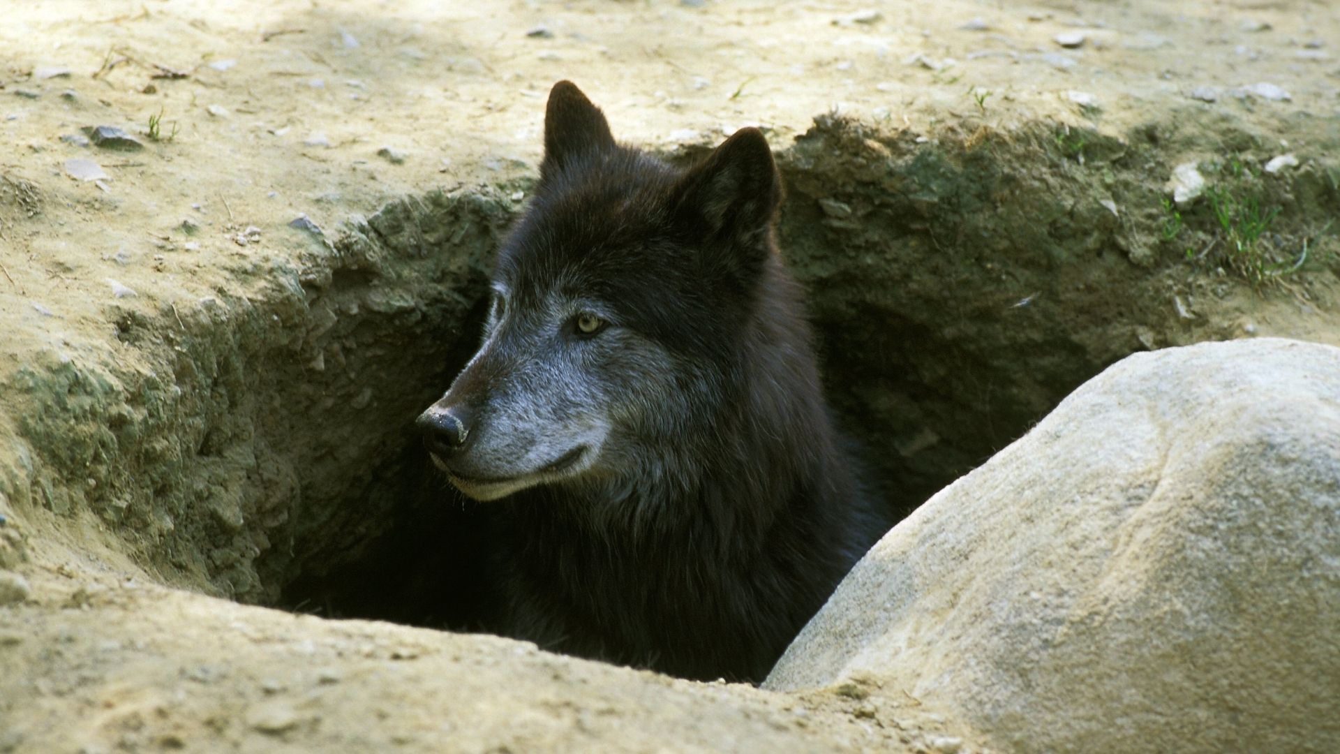 Wolf Dens - The Wolfpack 100